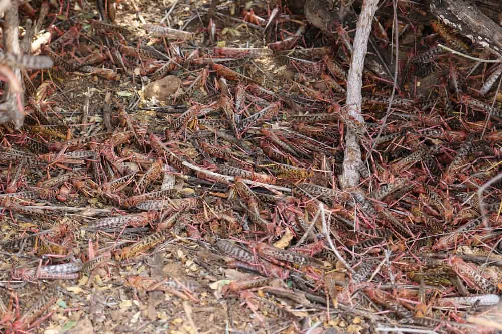 BioSpace project provides early warning system for locust and fall ...