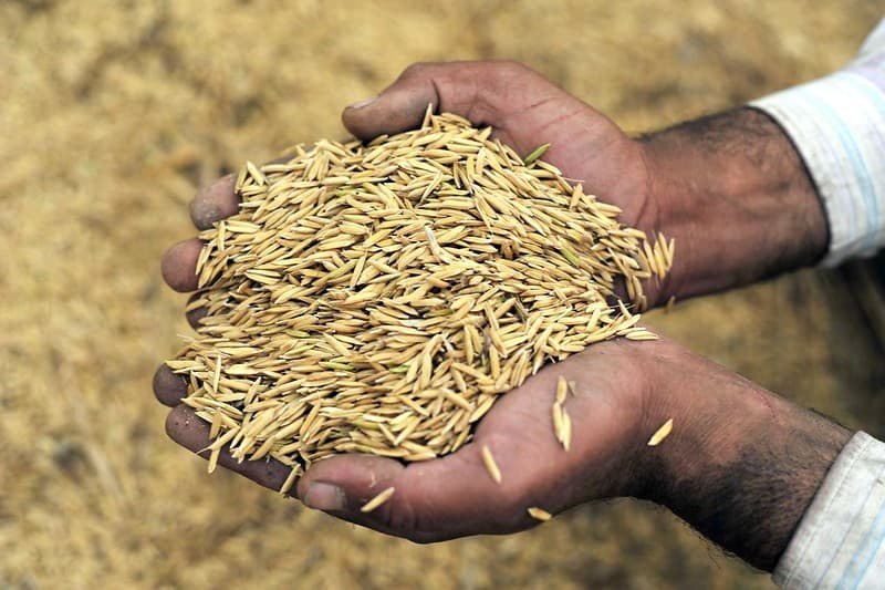 Haryana government assures crop purchase on minimum support price