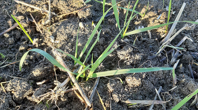 Spot wild oats for spring action