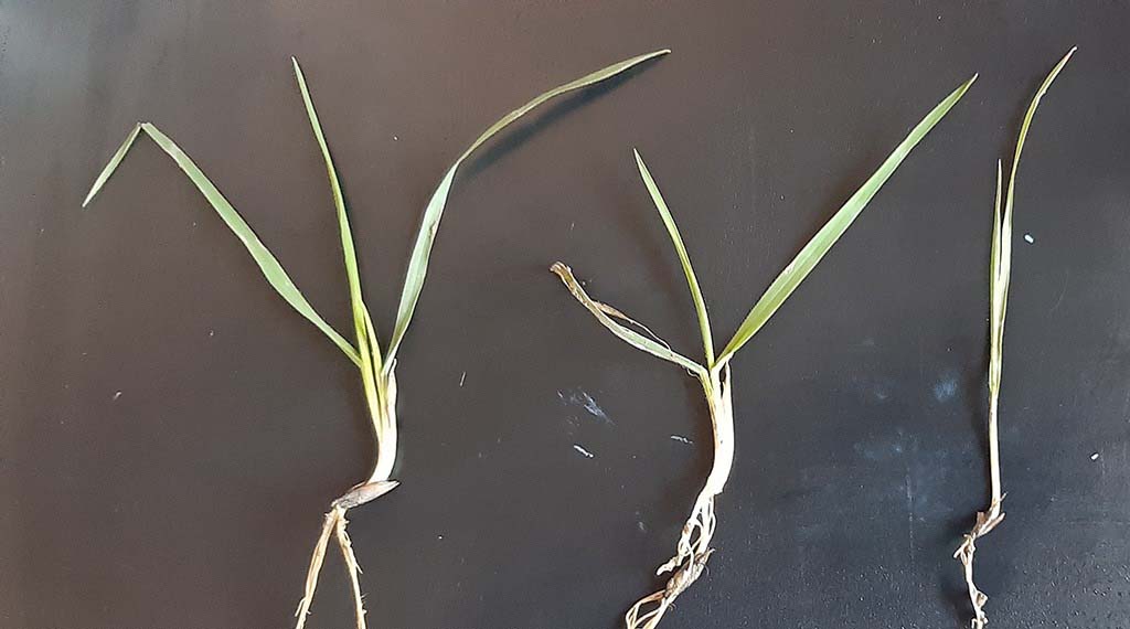 Early spring control to cut competition from wild oats