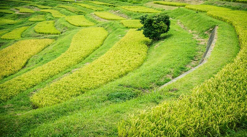 Indian Government promoting Natural Farming System under Bhartiya ...