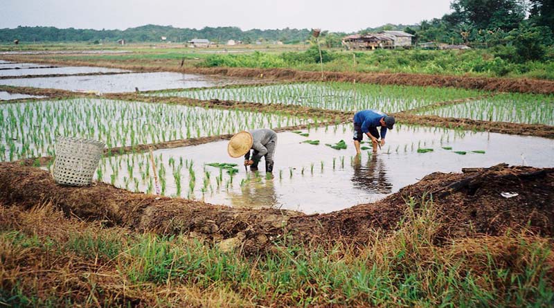 Promoting Indigenous Varieties of Rice to Indian farmers