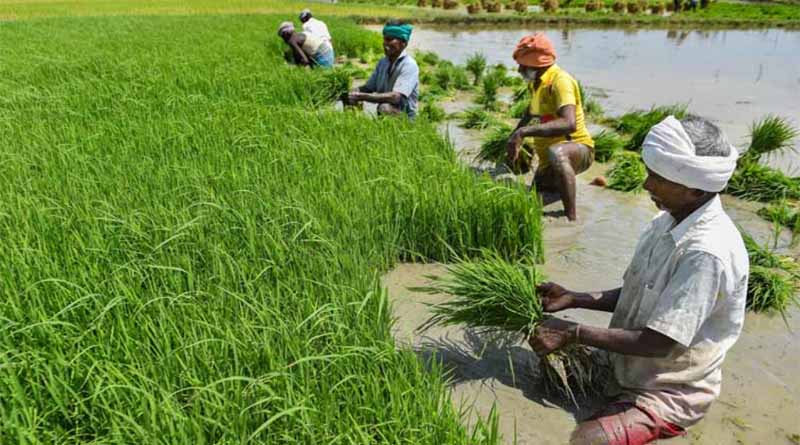 Guarantee of MSP to Farmers