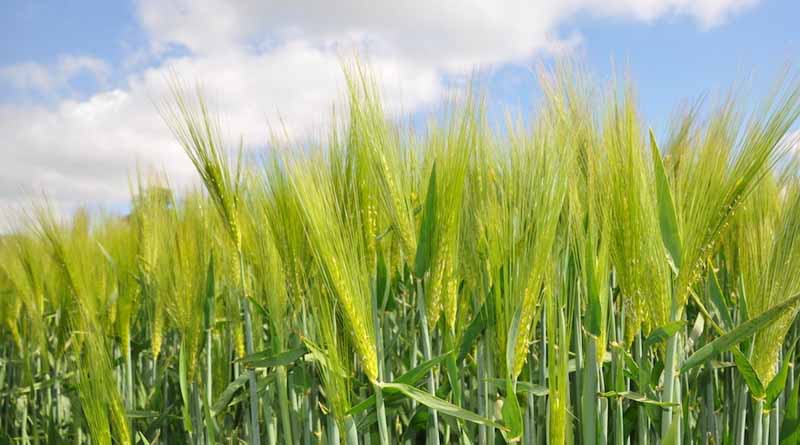 Comparison on production of paddy, wheat and pulses in India and ...