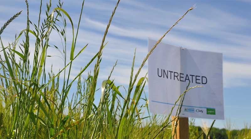 Trials show hybrid strategy boosts ryegrass reduction