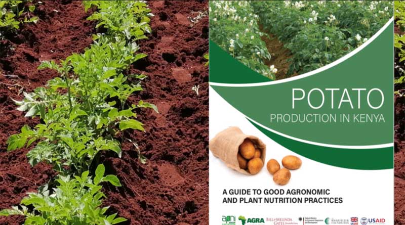 New Publication: Potato Production In Kenya