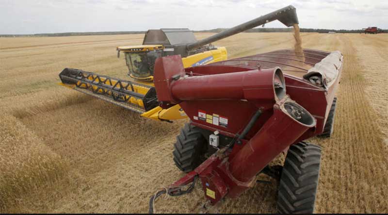 Global food commodity prices rebound in August: FAO