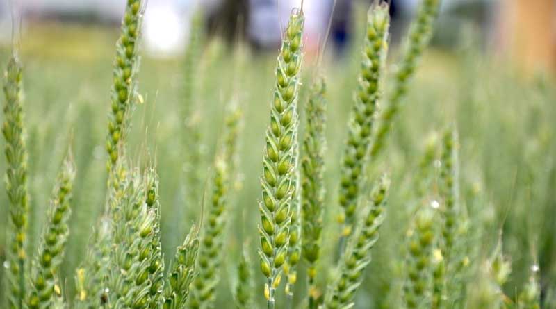 A good crop starts with the seed