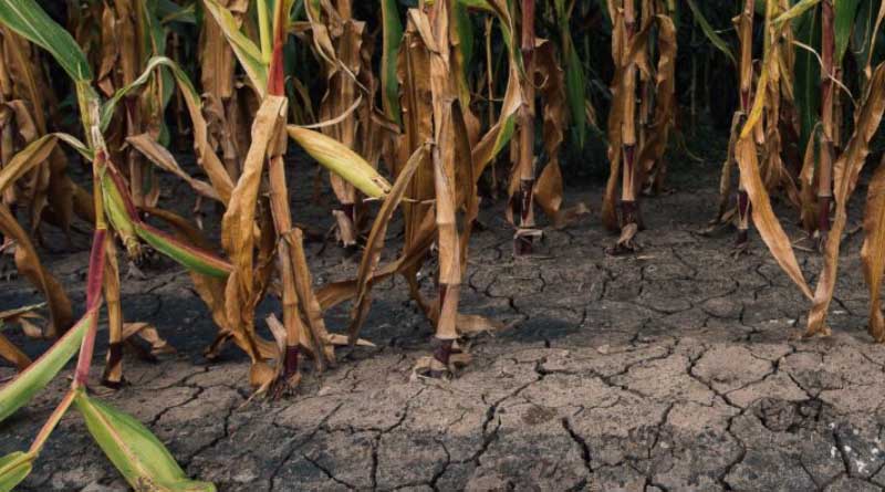 Crop limitations in a water-deprived environment