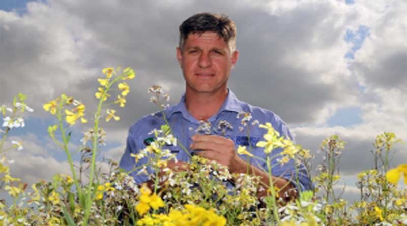 Competitive crops a crucial key in weed management