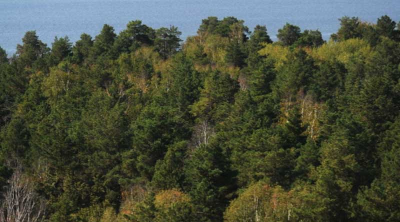 Enhancing sustainable forest landscapes and tackling commodity-driven ...