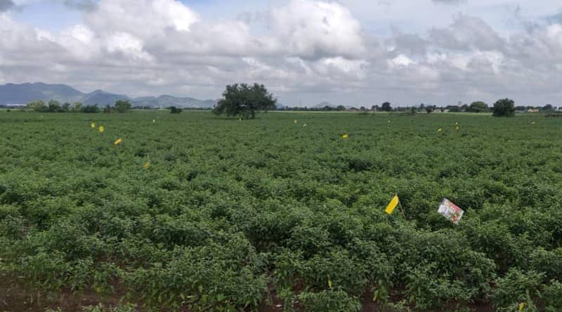 Severe thrips attack in Andhra and Telangana; 5 lakh hectares affected
