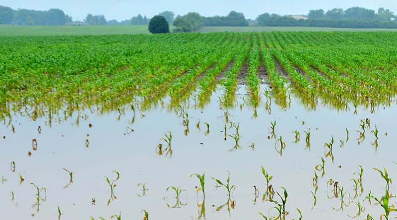 5 Signs you might be overirrigating or underirrigating