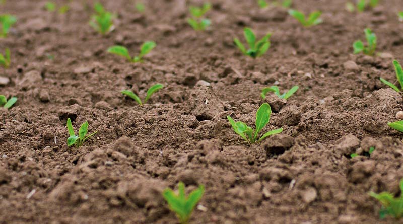 Understanding Research and Evaluation system of improved crop variety ...