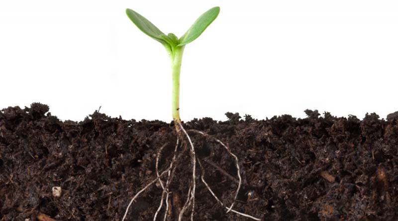 Australia: Synchrotron technology sheds light on root distribution