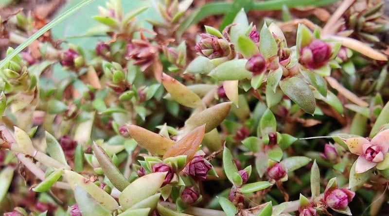 Tiny mite shows promise as biological control agent to fight Australian ...