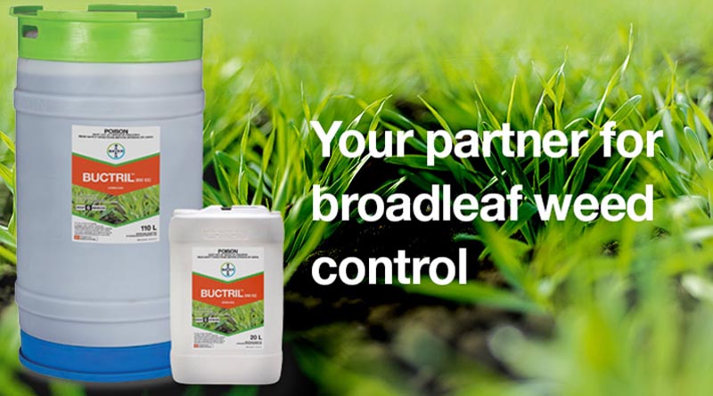 Buctril returns for broadleaf weed management
