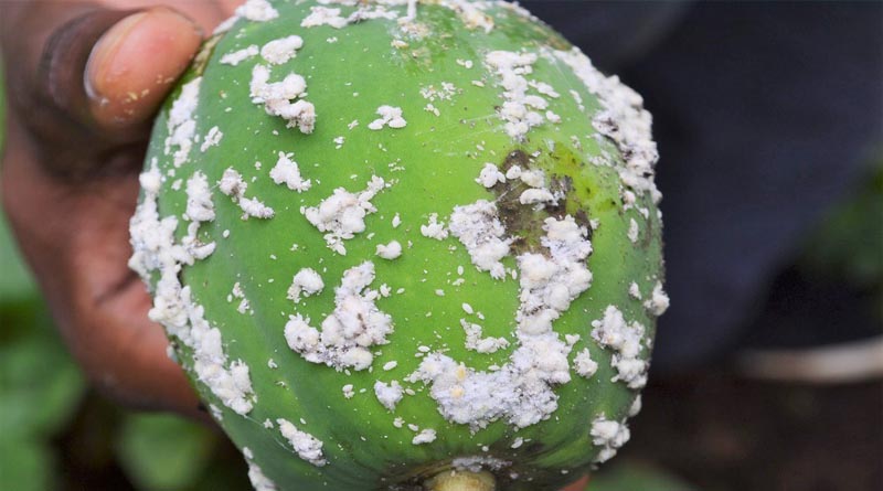 Natural enemy fight increased against papaya mealybug in Kenya