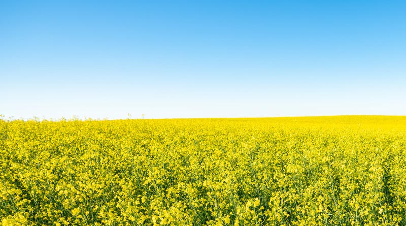Launch of new climate-smart desert farming in the CWANA region