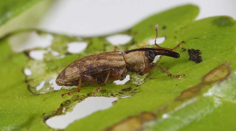 ‘Wonder Weevil’ released in fight against invasive floating pennywort