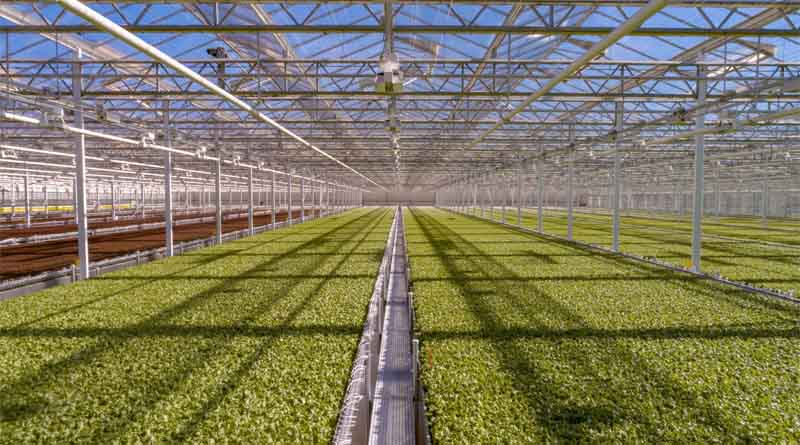 Little Leaf Farms Raises $300 Million in Capital with Financing from ...