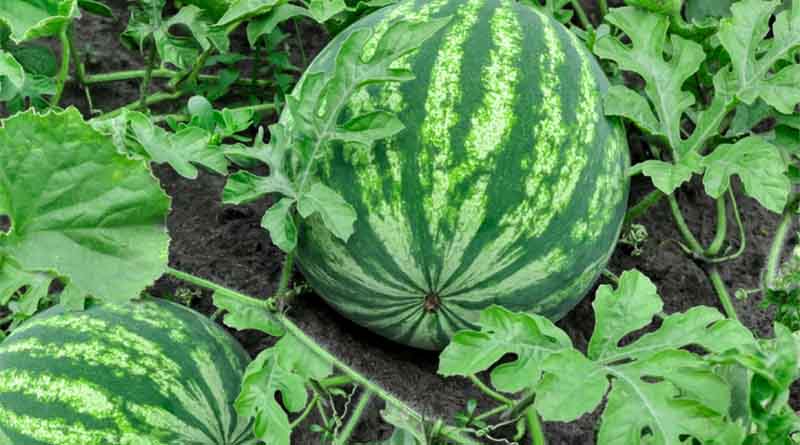 Israel destroys 58 tonnes of watermelon smuggled in its borders from ...