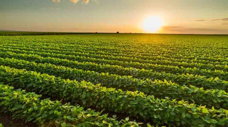Management of Rhizoctonia Aerial Blight in soybean crop