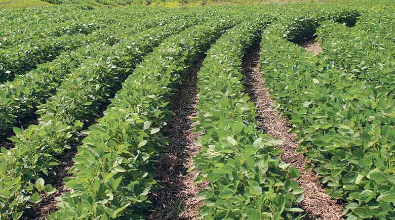 Weed control in soybean crop 10 to 20 days after sowing