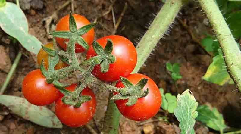 Tomato hybrid variety Arka Abha (BWR 1)