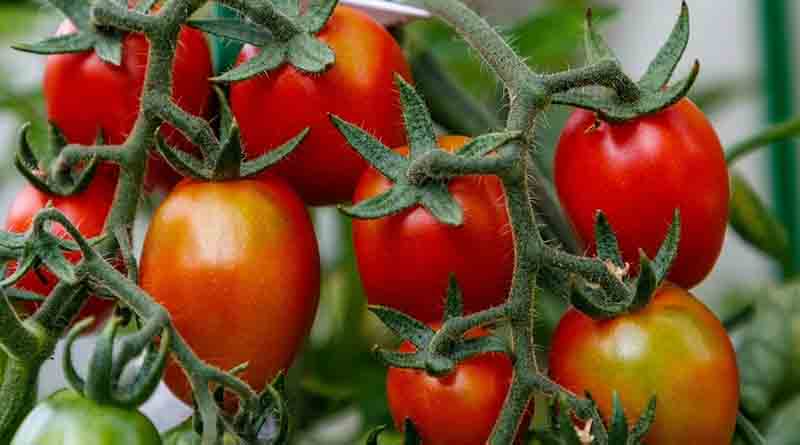 Tomato hybrid variety Arka Meghali