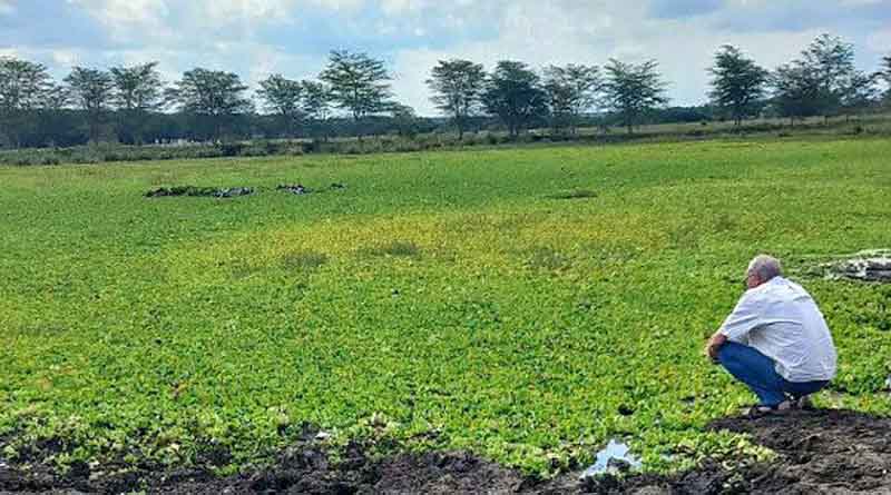 MSP declared by govt encouraged 78 percent farmers to adopt improved ...