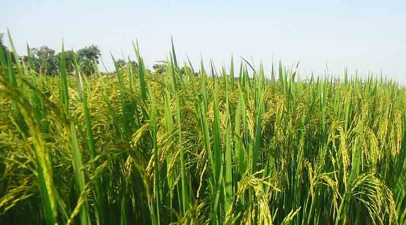 JK Seed Company’s paddy variety JK DHANREKHA