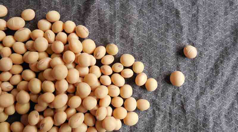 Recommended improved varieties of Soybean for Rajasthan
