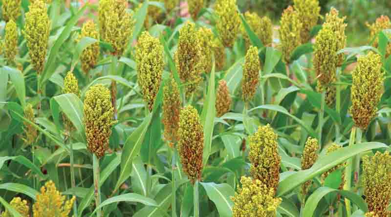 Sorghum Fodder Varieties Suitable for growing in Kharif in Uttarakhand ...