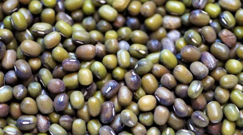 Urd Varieties Suitable for growing in Kharif in Uttarakhand (Tarai ...