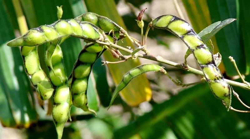 Arhar Varieties Suitable for growing in Kharif in Uttarakhand (Plains ...