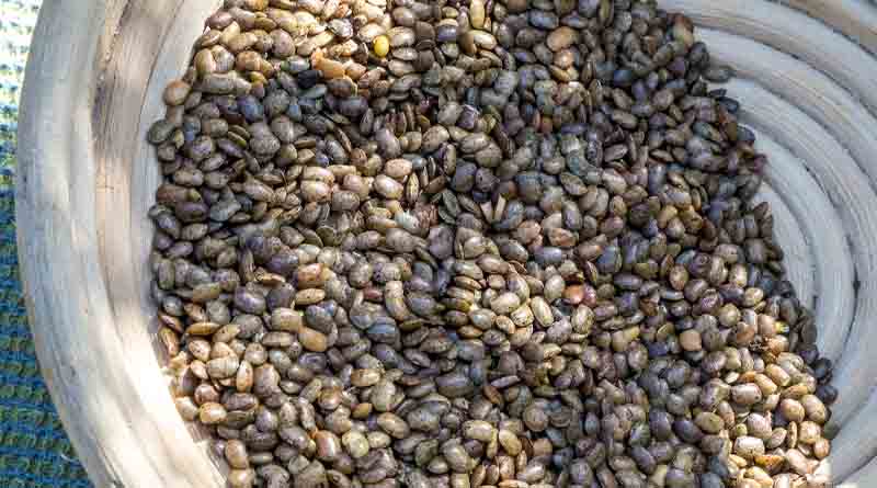 Gahat Varieties Suitable for growing in Kharif in Uttarakhand (Hill)