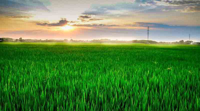 Paddy Varieties Suitable for growing in Uttarakhand (Irrigated Hills ...