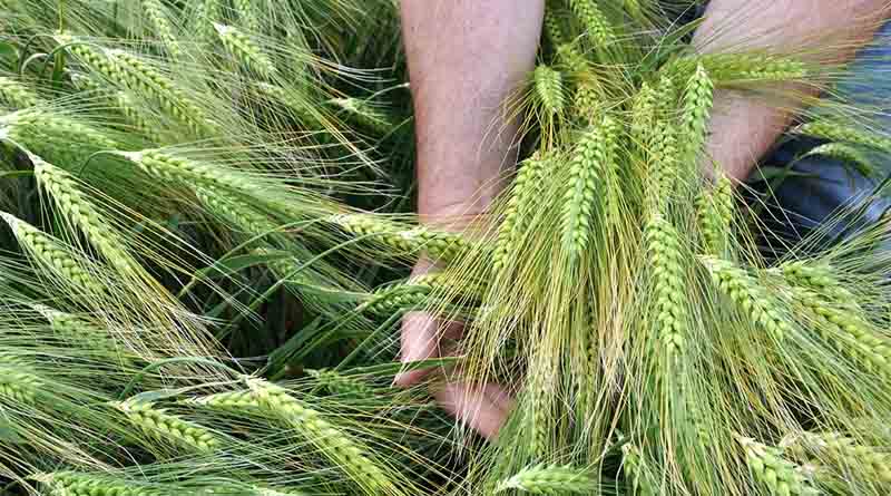 Hybrid barley offers AD feedstock flexibility