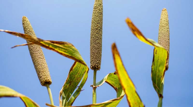 Breeders seek climate-resilient pearl millet with better food, fodder ...