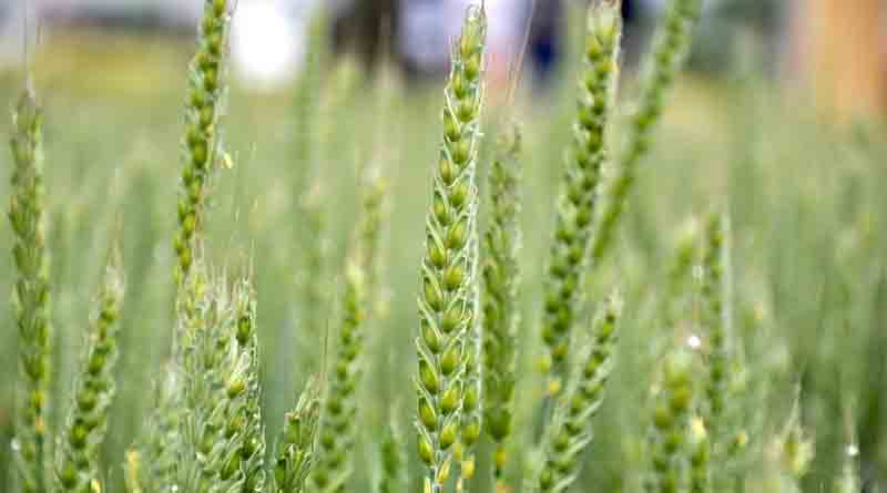Newly released climate resilient wheat varieties for Rabi 2022