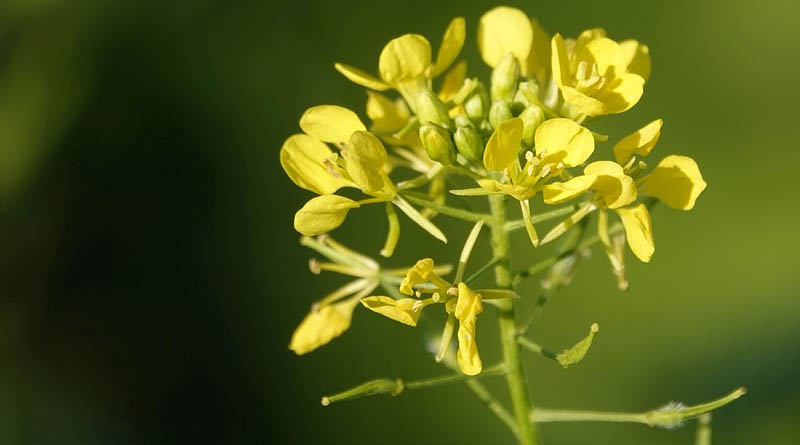 Controversy on Genetically Modified (GM) mustard variety DMH 11 ...