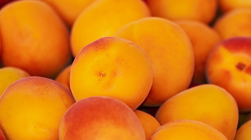 Ladakh receives GI Tag for its famous Raktsey Karpo Apricot