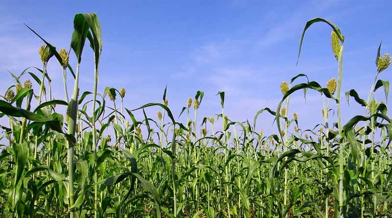 Major insect pests of Sorghum
