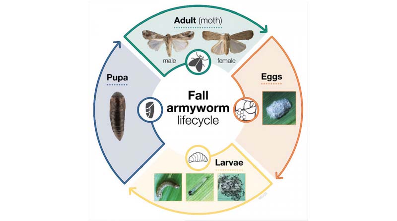 New Zealand: Fall Armyworm update