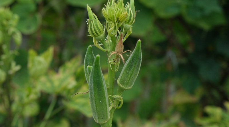 Pentagonal Green Thin Okra Variety Samrat by Nunhems