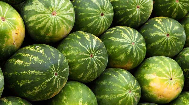Jubilee Oval Elongated Watermelon Variety Pakeeza by Nunhems