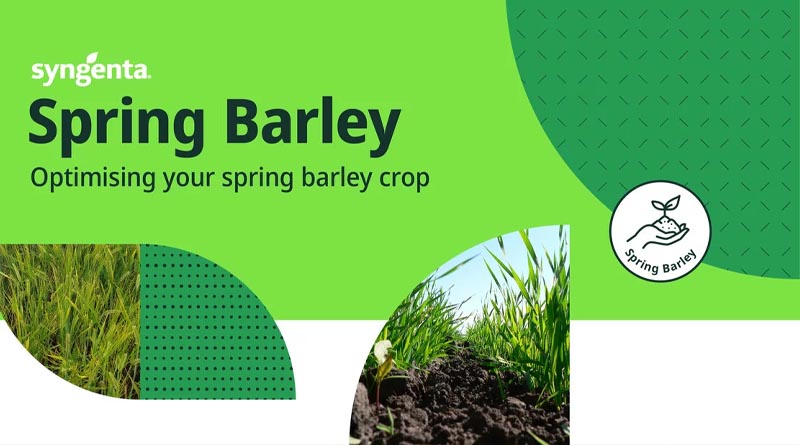 Establishing the optimum number of plants is key to achieving spring ...