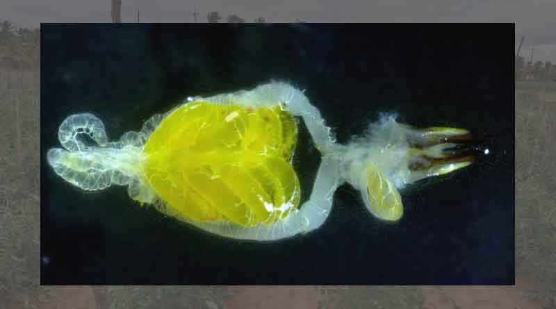 Ovarian development of yellow-spined bamboo locust sheds light on ...