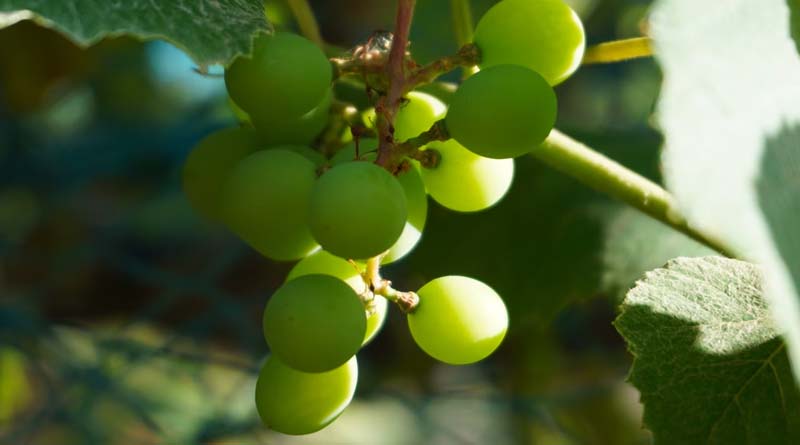 Most grown grape variety in India is Thompson Seedless followed by Tas ...